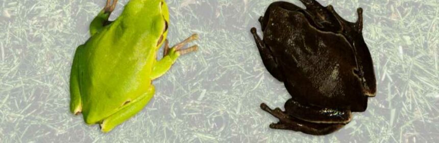 Chernobyl spawns mutant superfrogs with dark skin ‘to protect from ...