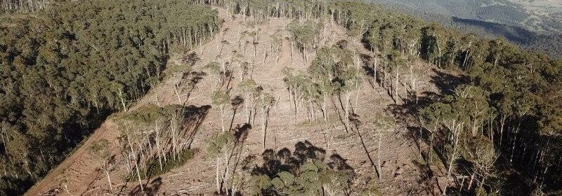 ‘Protection zones’ for endangered possums already logged, environment ...
