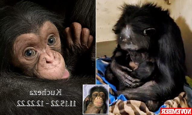 Adorable baby chimp DIES at Kansas Zoo just a month after viral fame ...