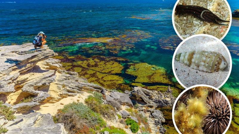 Rottnest Island reefs under threat as marine species dwindle - Hot ...