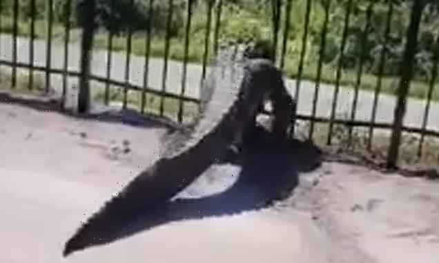 Gigantic alligator BENDS metal fence at Florida golf club - Hot ...