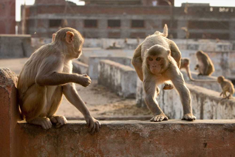 Horror as female OAP is killed by troop of raging monkeys who invaded ...