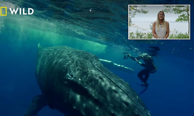 Marine biologist relives moment humpback whale saved her from shark ...