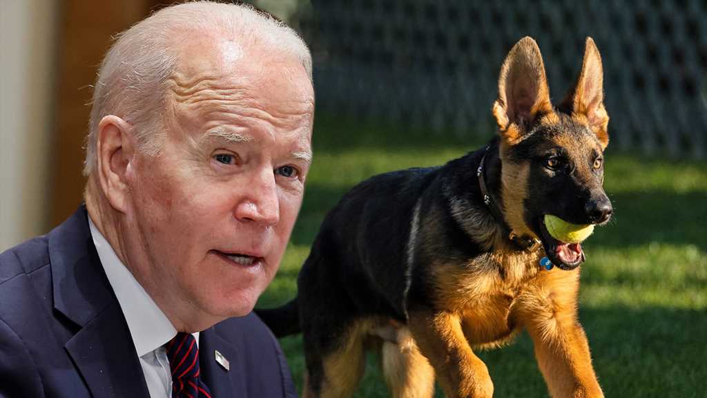 President Biden's Dog Commander Allegedly Bit 7 People - Hot Lifestyle News