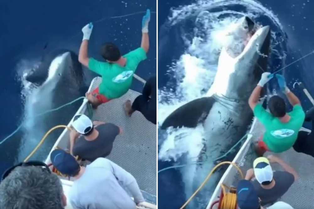 Terrifying moment enormous 20ft great white shark emerges from beneath ...